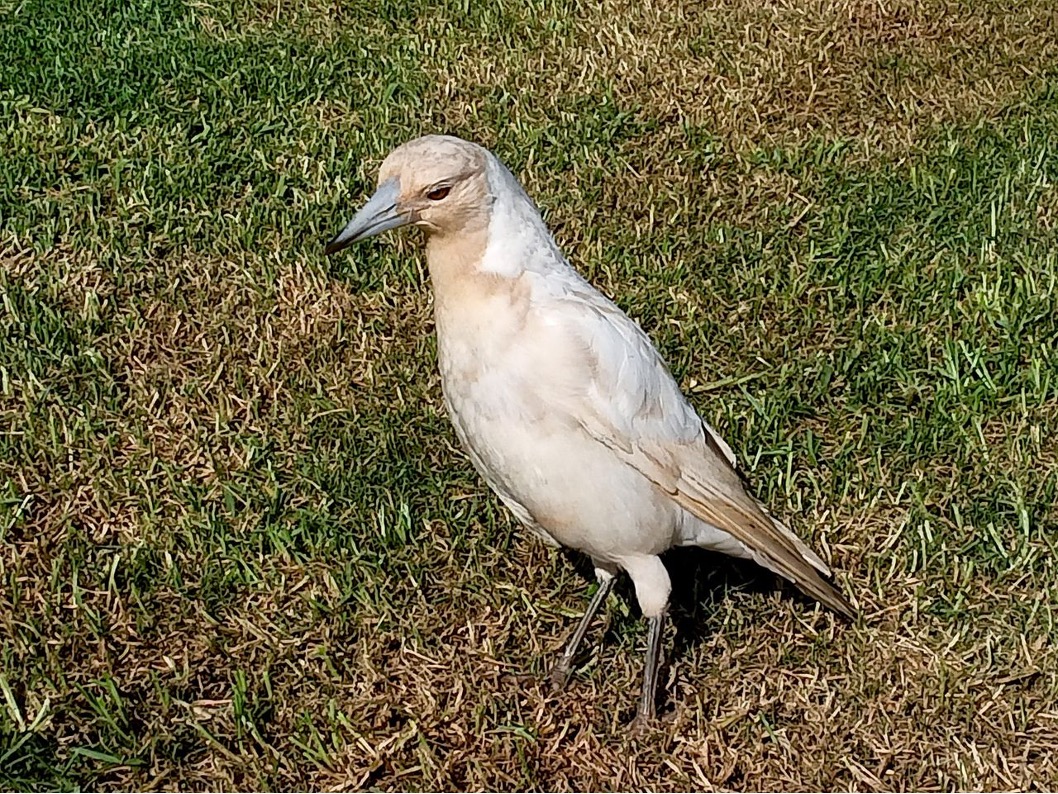 Names for colour variants in wild birds - Burke's Backyard