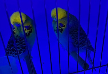 UV Pigment in Budgies, Gouldian Finches, Platypuses, Wombats & Lichens ...