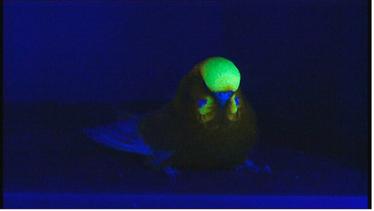 UV Pigment in Budgies, Gouldian Finches, Platypuses, Wombats & Lichens ...