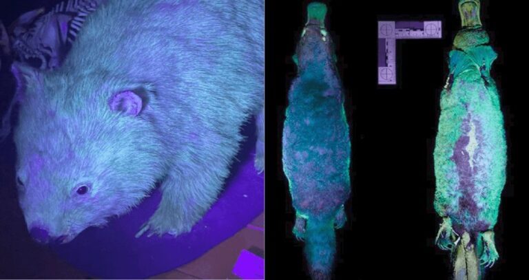 UV Pigment in Budgies, Gouldian Finches, Platypuses, Wombats & Lichens ...
