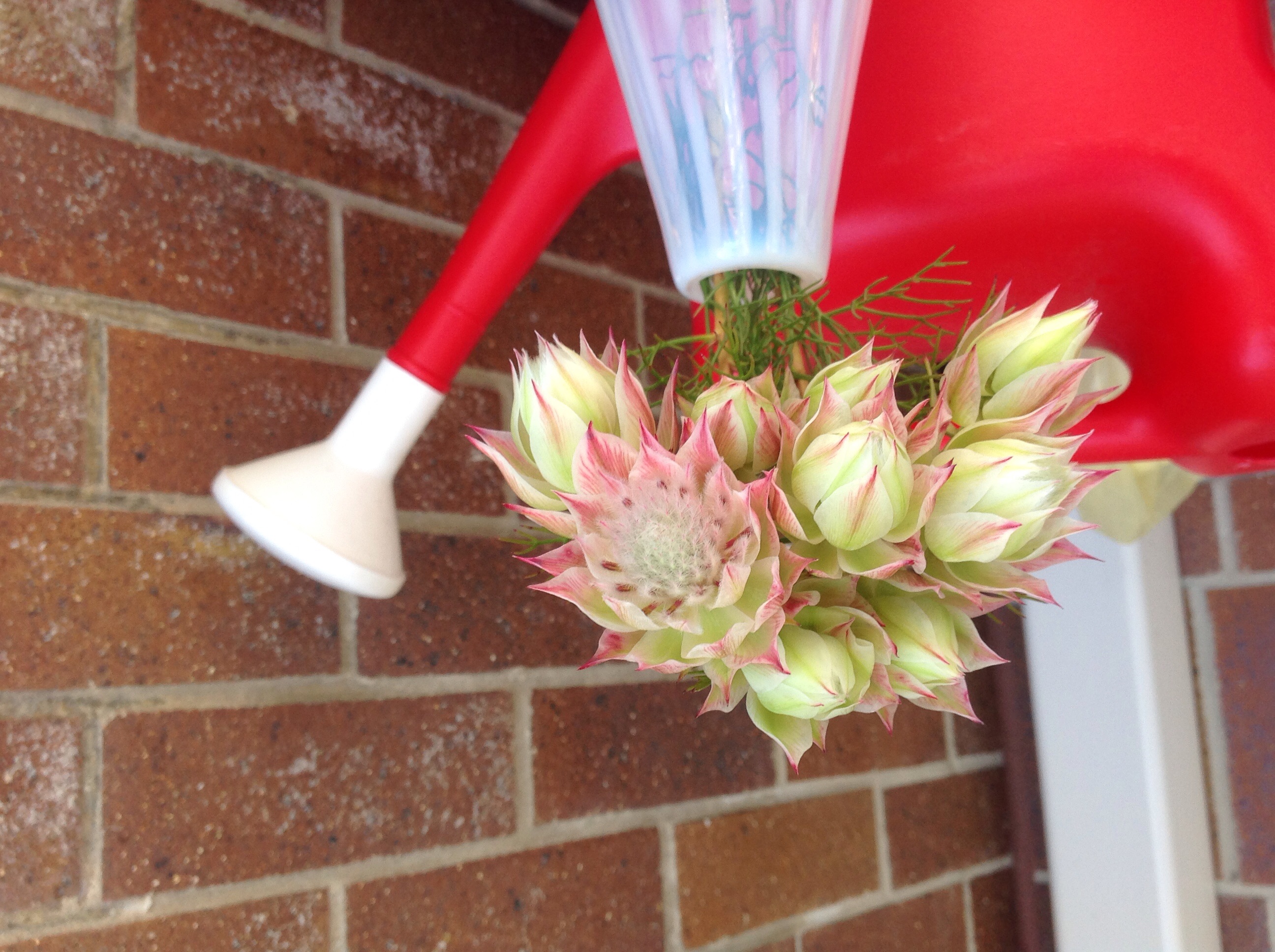 What Plant Is This? - Burke's Backyard