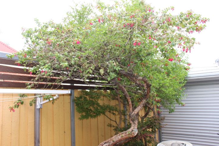 Don's Expert Answers: 100 year old Fuchia tree - how can it be saved ...
