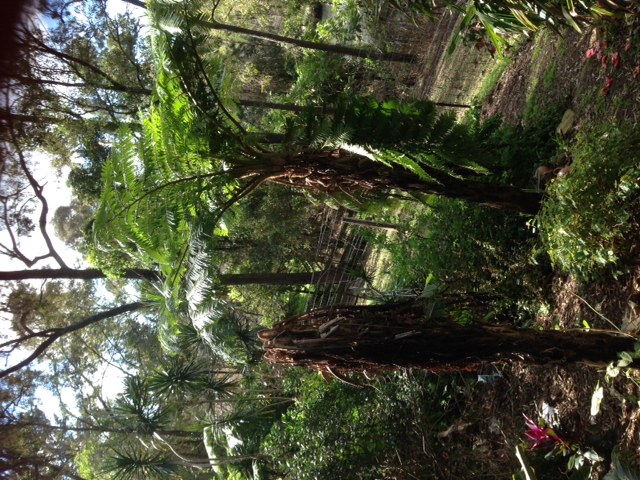 Large Native Ferns Dying - Burke's Backyard