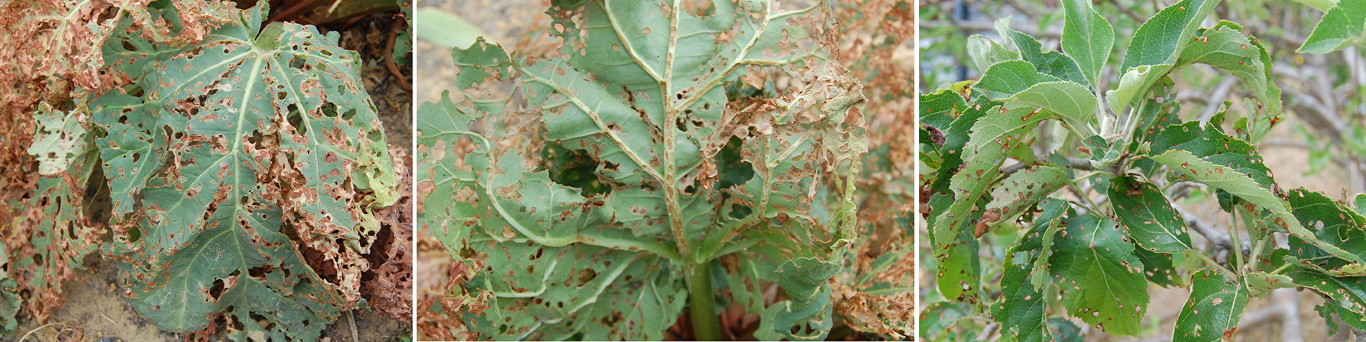 Don's Expert Answers: Leaf damage - Burke's Backyard