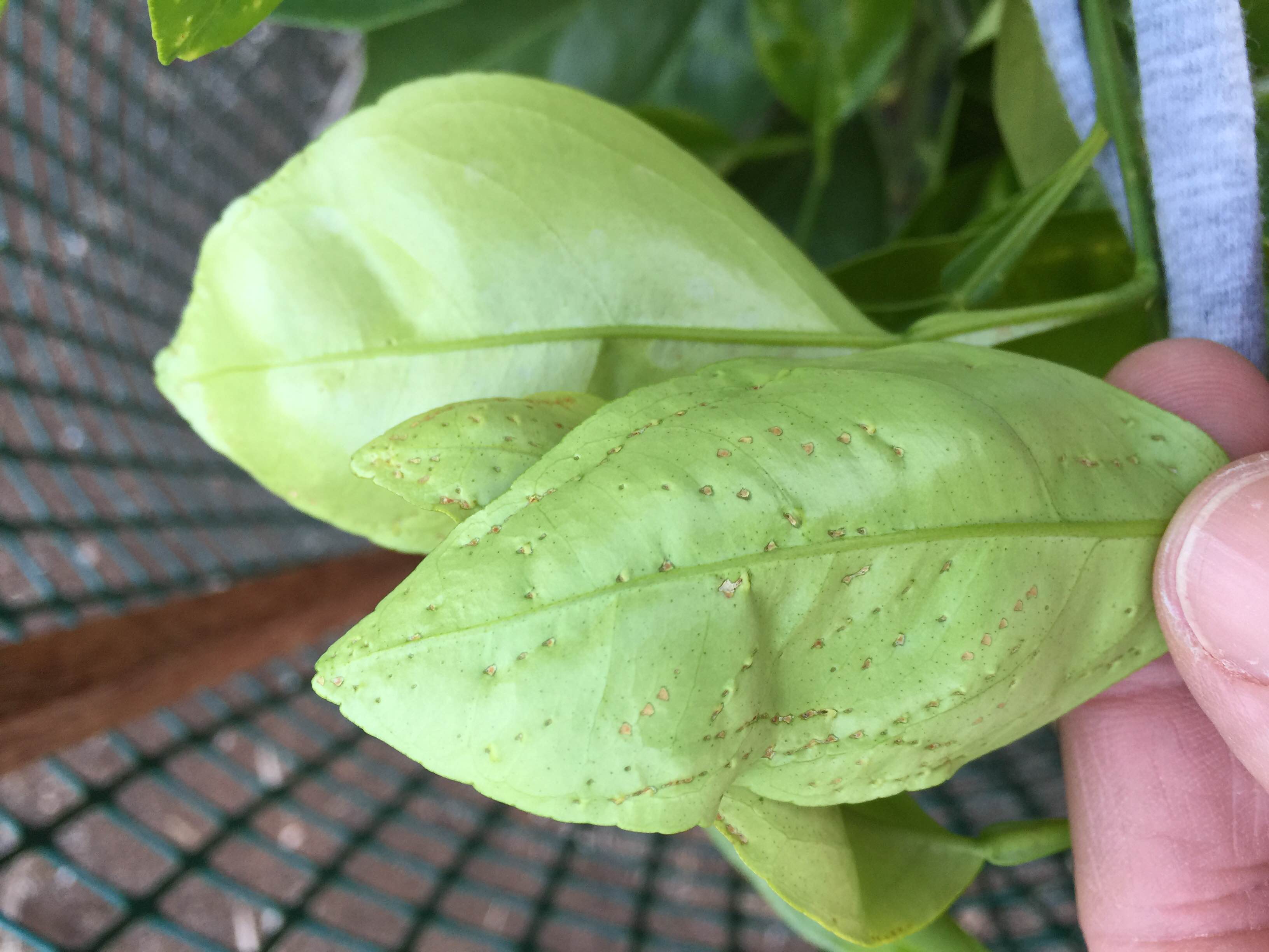 Don's Expert Answers: Possible insects on new Tangelo tree growth ...